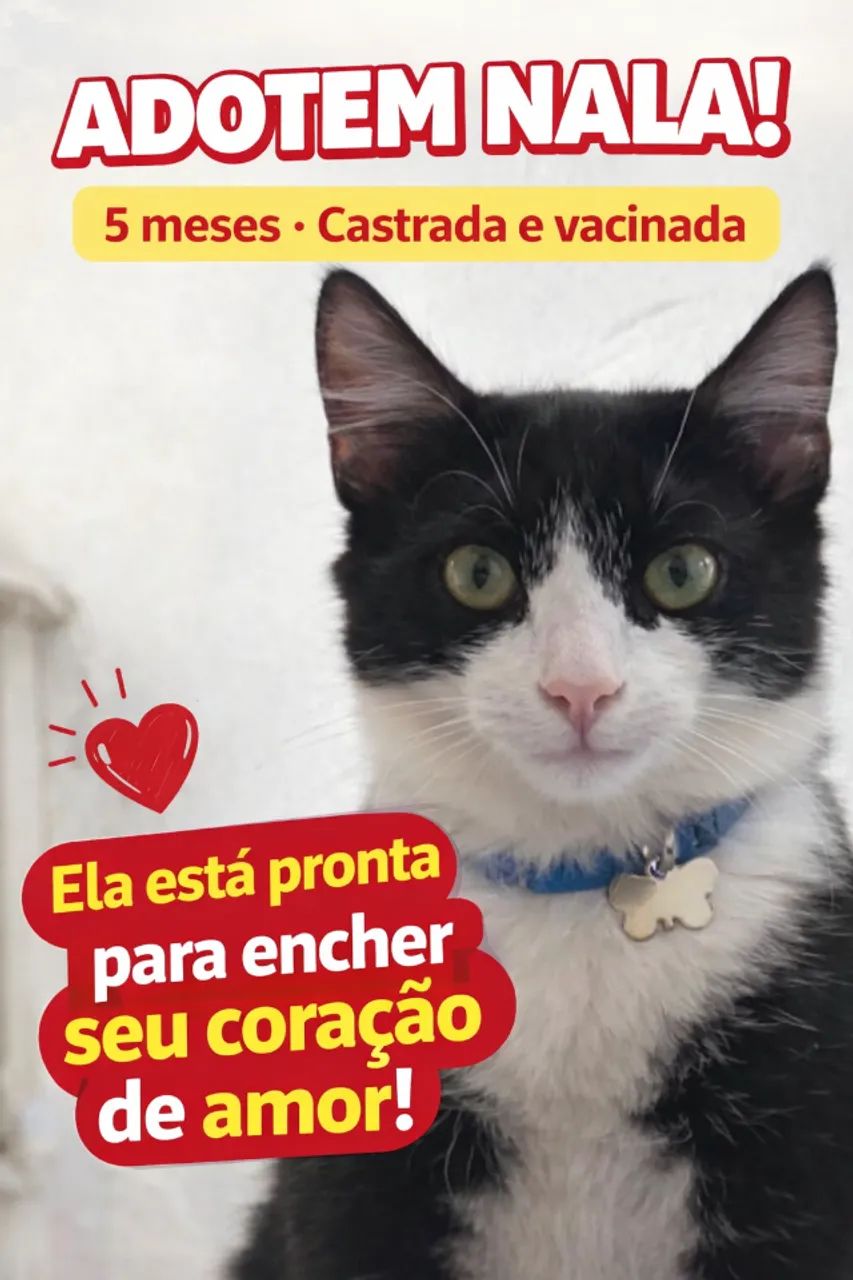 Nala Procura Um Lar 5 Meses Castrada E Vacinada Gatos Ilha