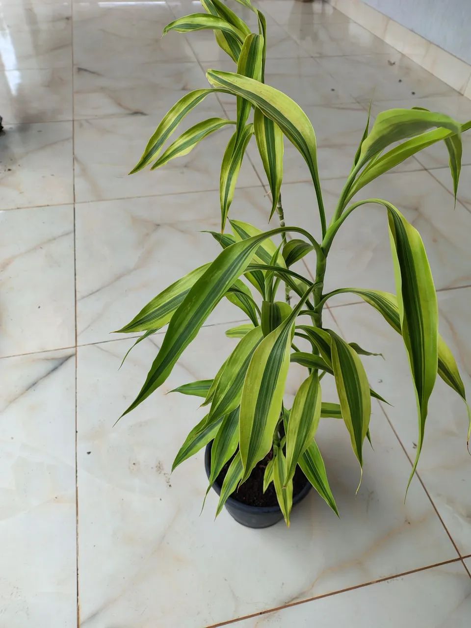 Planta Bambu da Sorte - Jardinagem e Plantas - Ponte Alta Norte (Gama ...