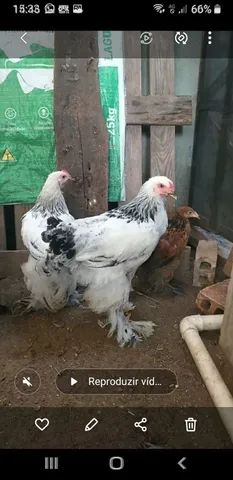 "brahma light" no Brasil