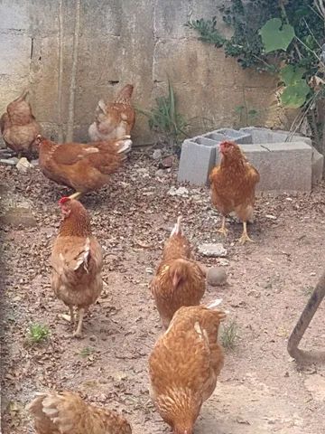 "galinha rhode" no Brasil