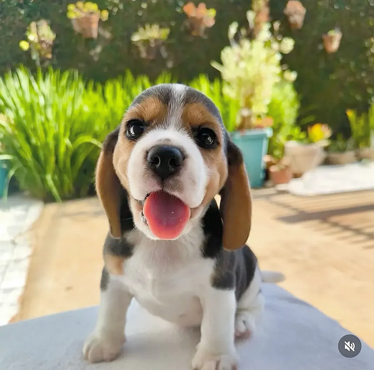 "filhotes de cachorros beagle" - Cachorros no Brasil