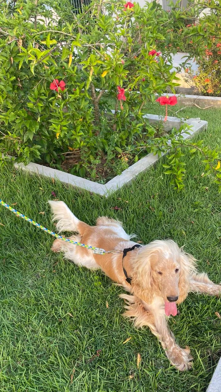 Cocker spaniel inglês fêmea - Cachorros - Sandra Cavalcante, Campina ...