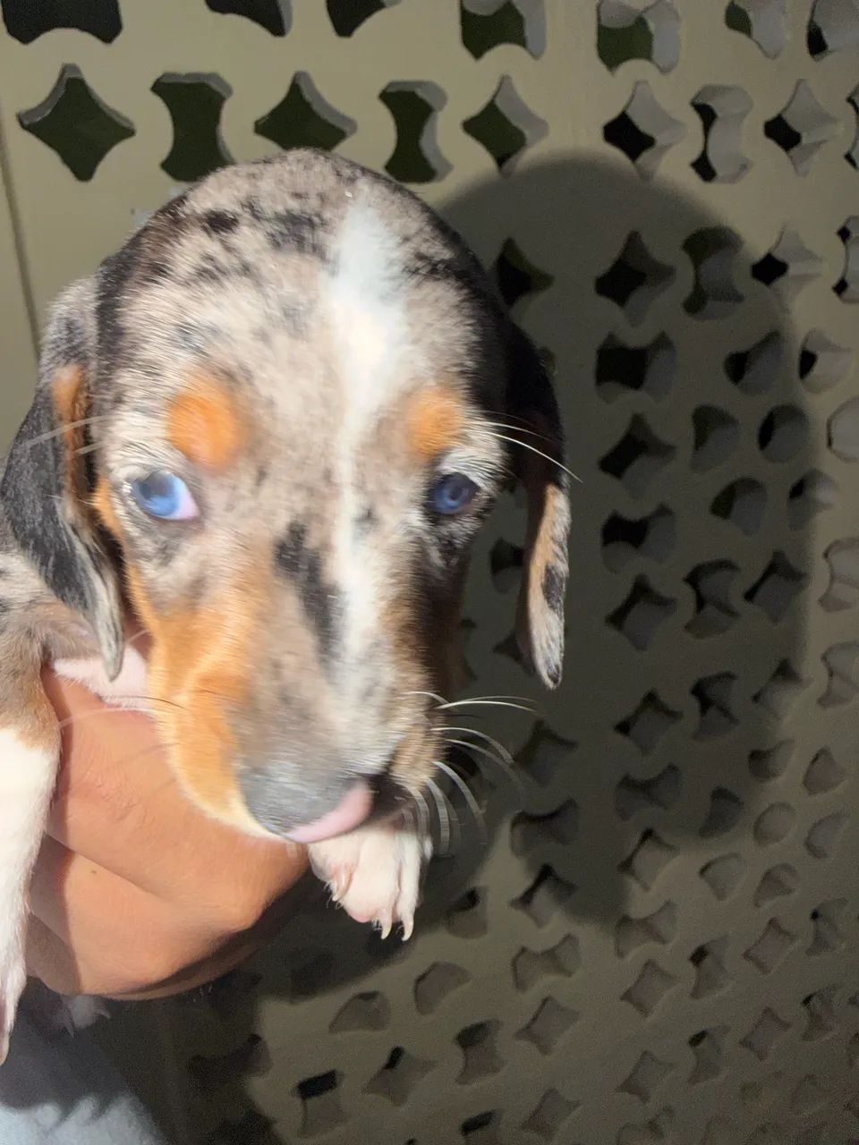 Cachorro Dachshund Mofadinho - Cachorros - Tenório Cavalcante, Palmeira ...