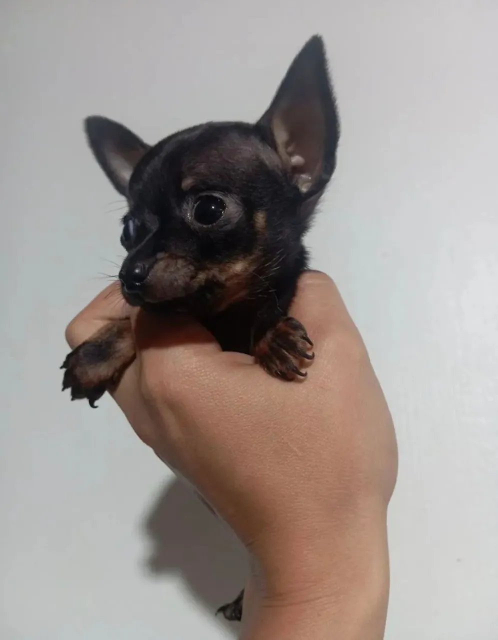 "pinscher 0" - Cachorros no Brasil