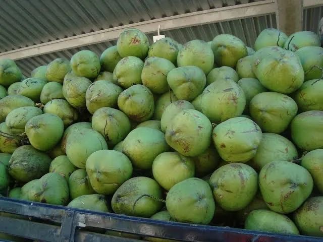 "coco verde" no Brasil