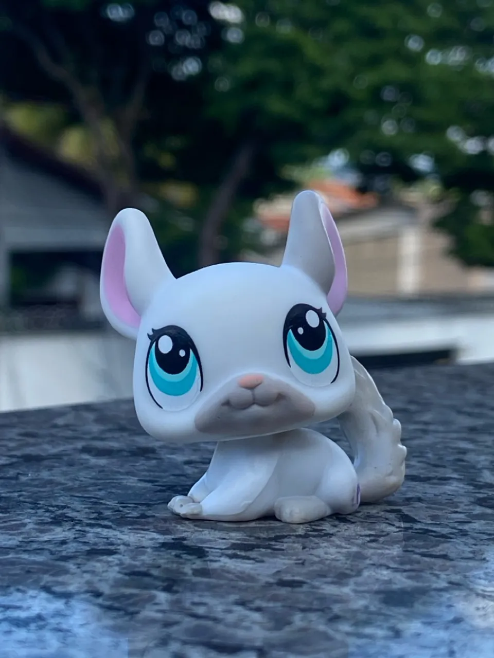 "chinchila" no Brasil