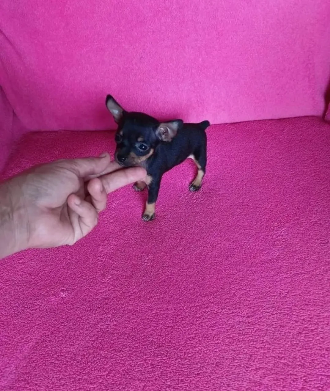 "pinscher 0" - Cachorros no Brasil