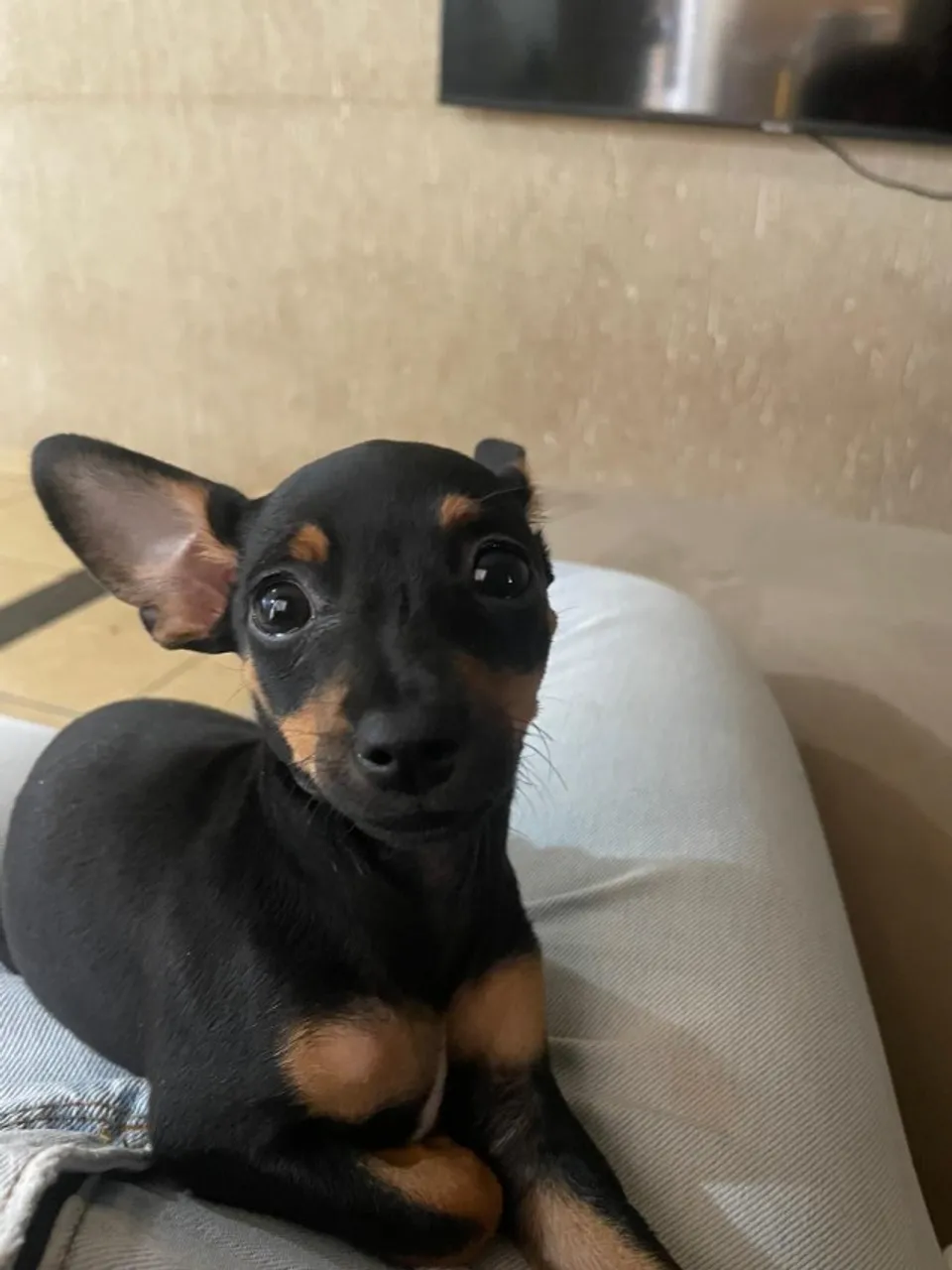 "pinscher doacao" - Cachorros no Brasil