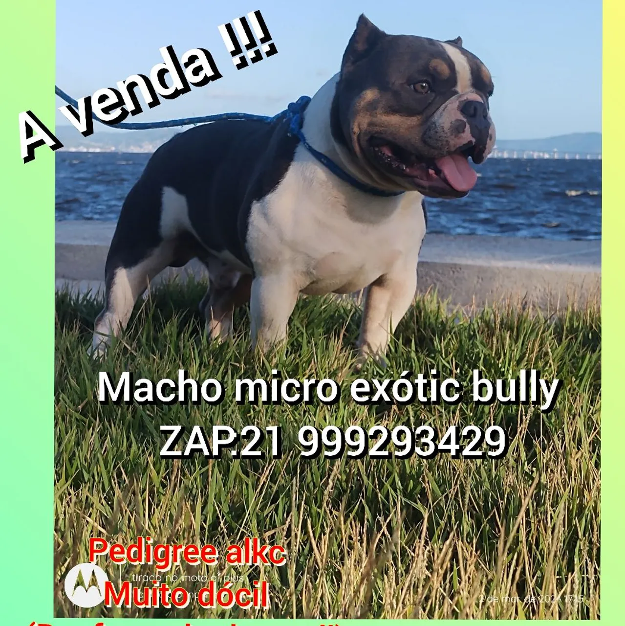 "american bully micro" - Cachorros no Brasil