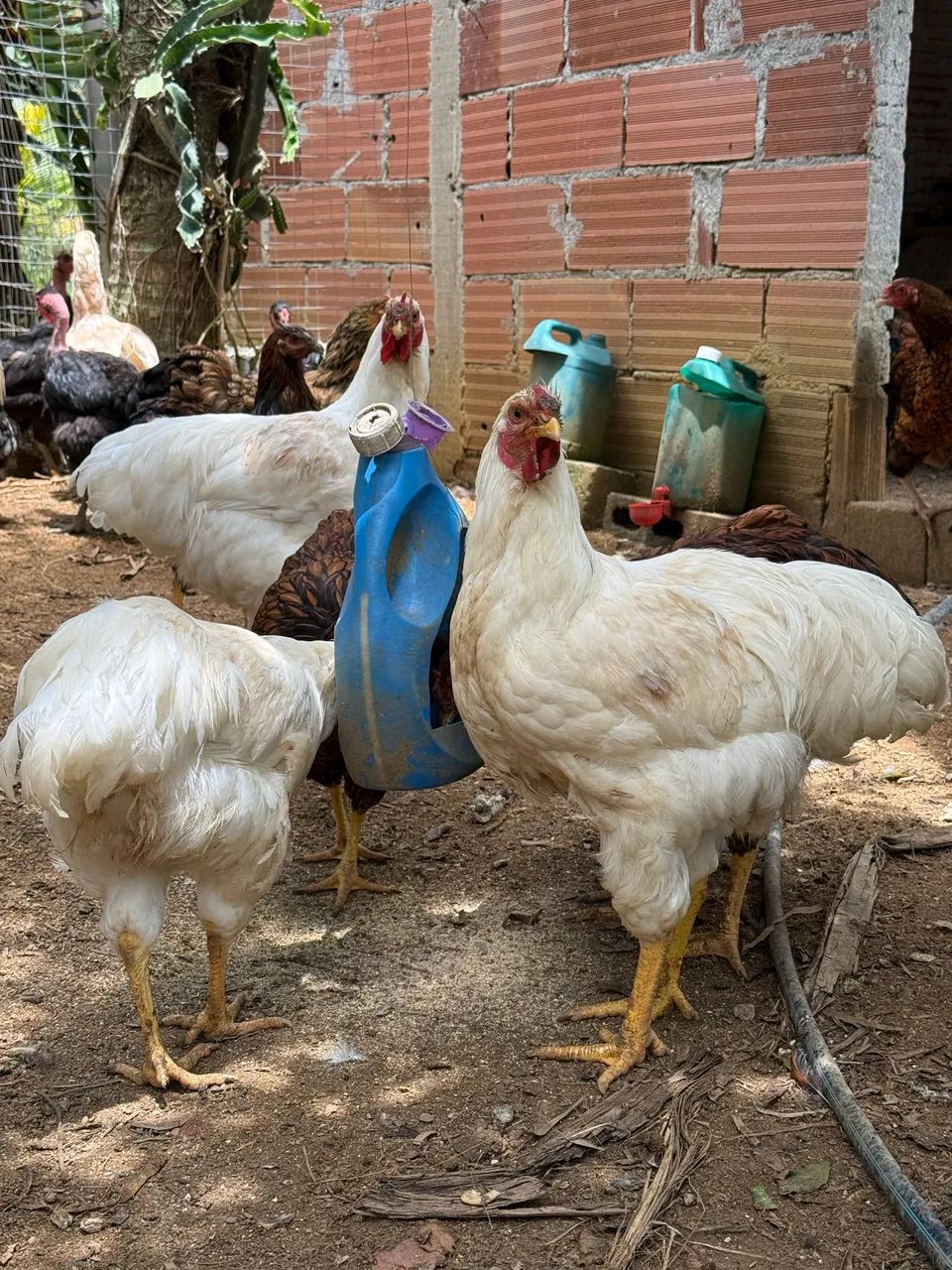 Frango Wyandotte branco - Animais para agropecuária - João Neiva ...