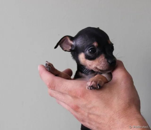 Pinscher 00 miniatura | +1587 anúncios na OLX Brasil