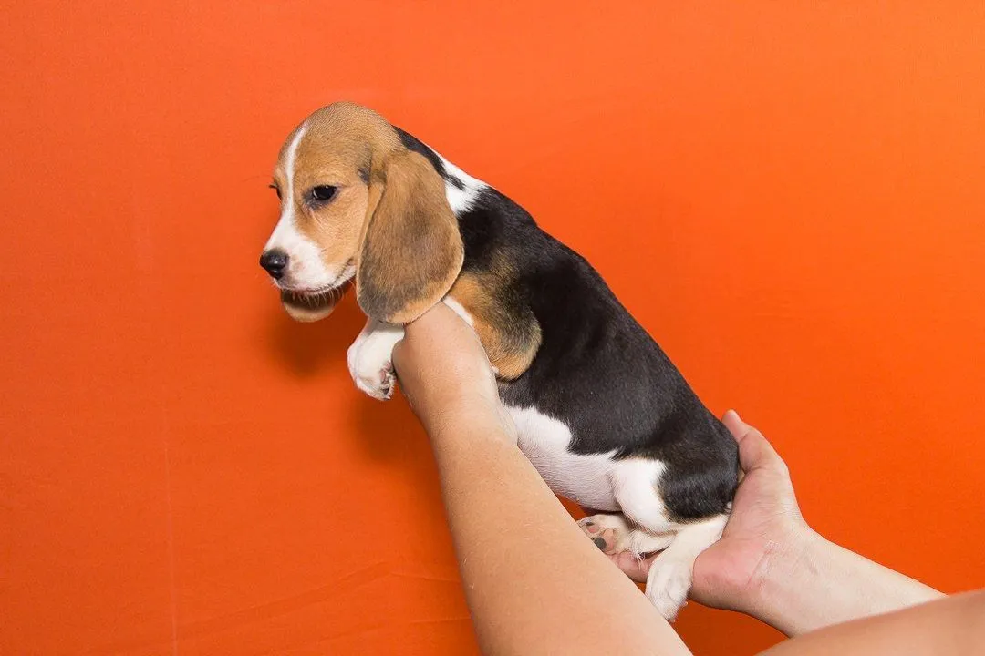 "filhotes de cachorros beagle" - Cachorros no Brasil