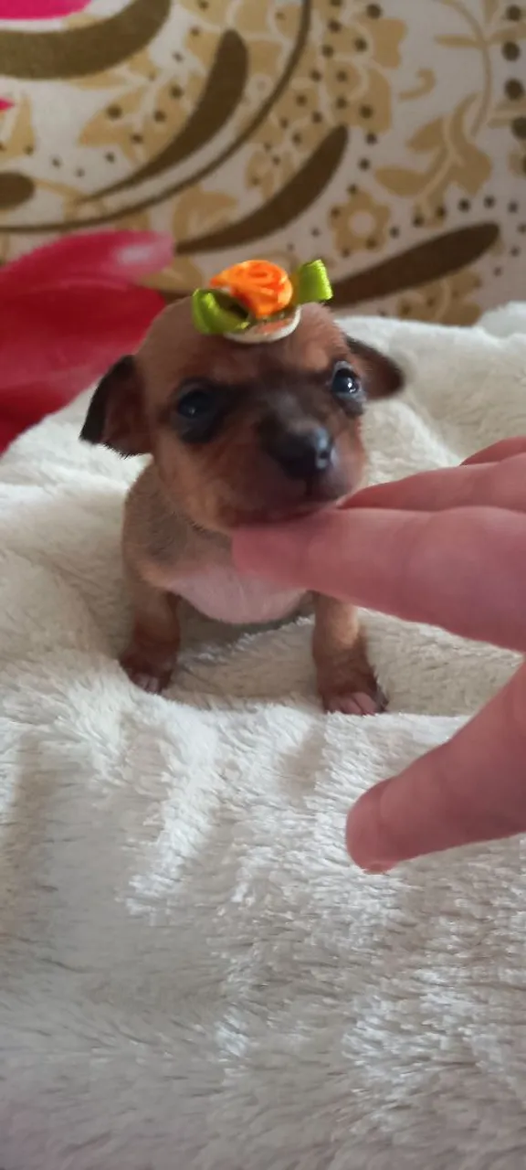 "pinscher 0" - Cachorros no Brasil