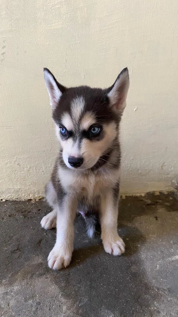 Husky siberiano filhote - Cachorros - Colônia Terra Nova, Manaus ...