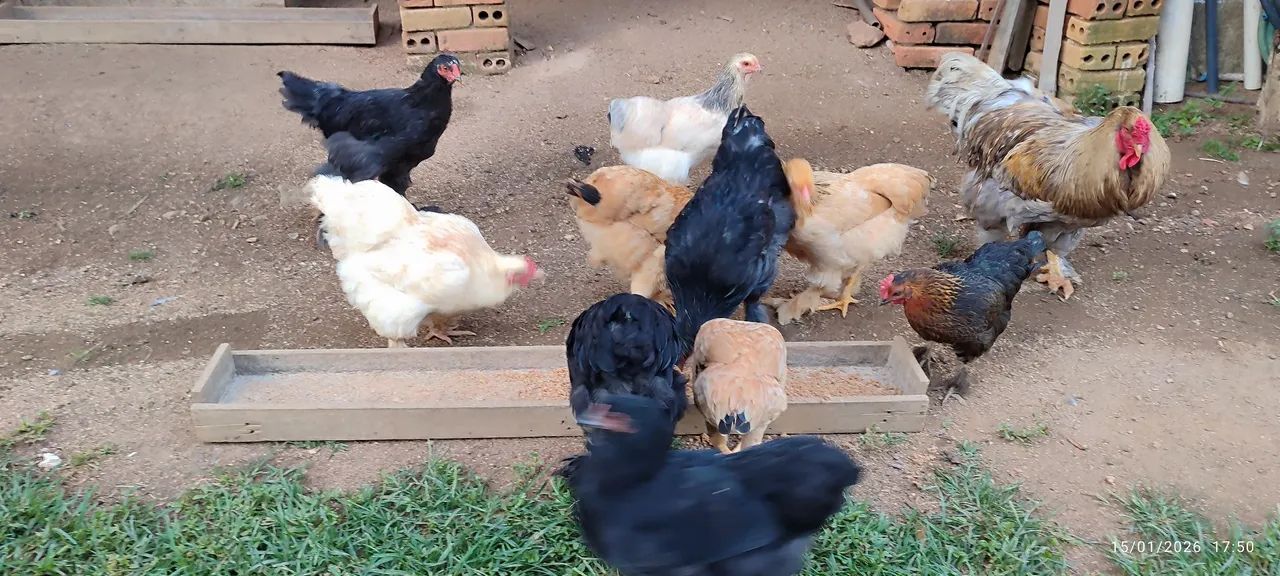 FRANGOS DA RAÇA BHRAMA - Animais para agropecuária - Iguaçu, Araucária ...