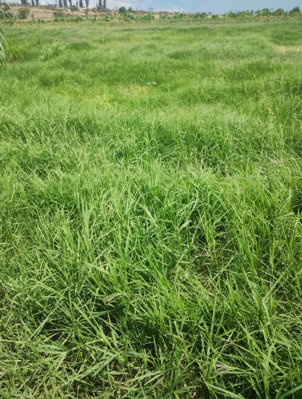 Capim Tifton 85 - Produção Rural - Núcleo Rural Lago Oeste (Sobradinho ...