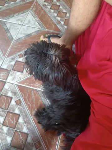 Filhote de pudo | +11 anúncios na OLX Brasil