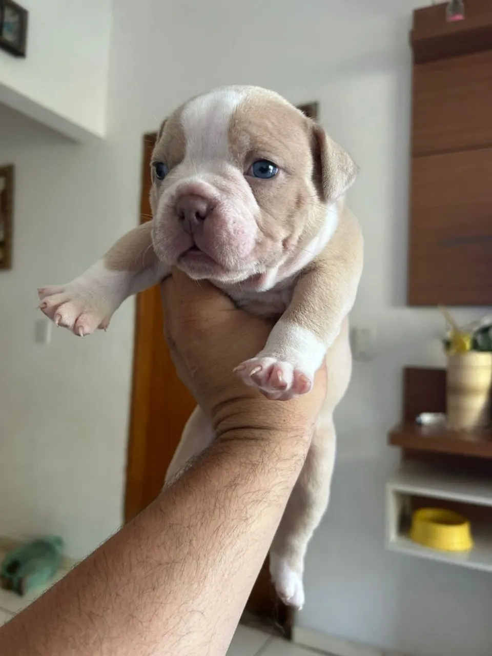 "filhotes de american bully" - Cachorros no Brasil