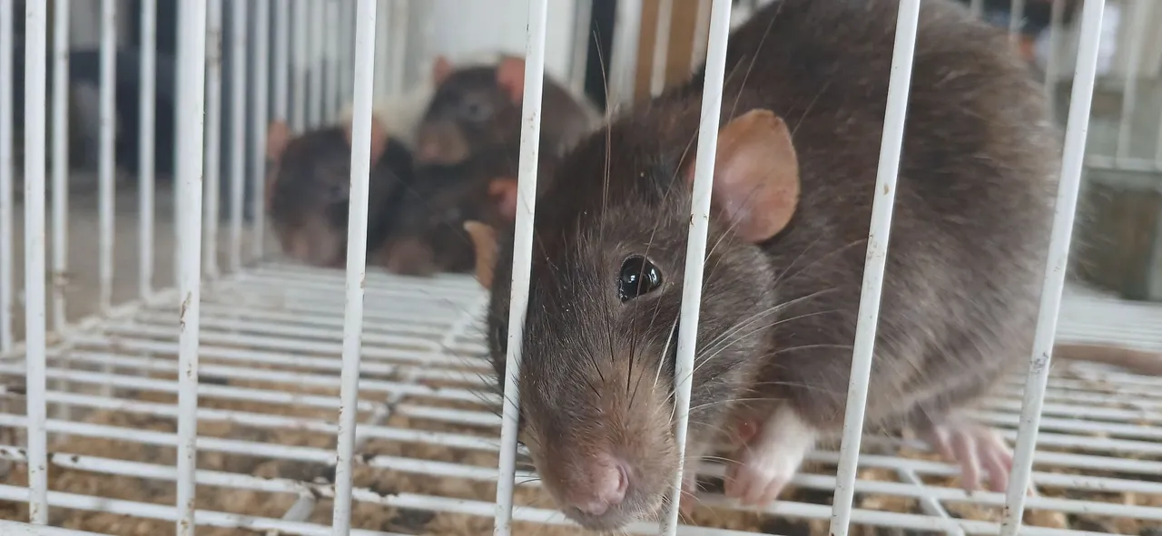 "rato twister venda" - Roedores no Brasil