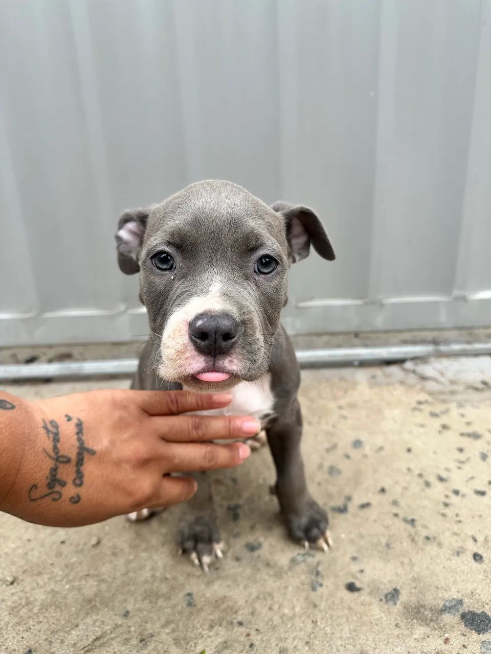 Vendo filhote de American Bully - Cachorros - Jardim do Ingá, Luziânia ...