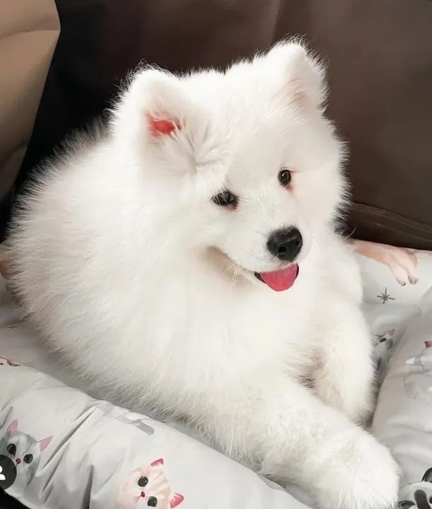 FILHOTE DE SAMOIEDA - Cachorros - Ivoti 1376252609 | OLX