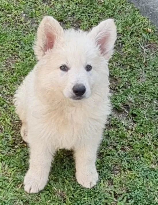 Filhotes de Pastor Suíço - Cachorros - Campo Largo da Roseira, São José ...