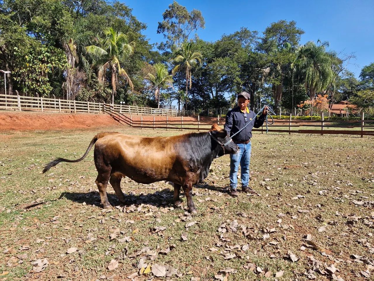 "mini vaca" - Animais para agropecuária no Brasil