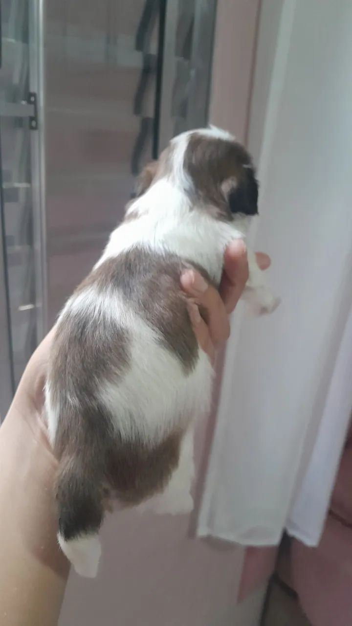 Shih tzu Puro Macho - Cachorros - Havana de Ville, Nova Granada ...