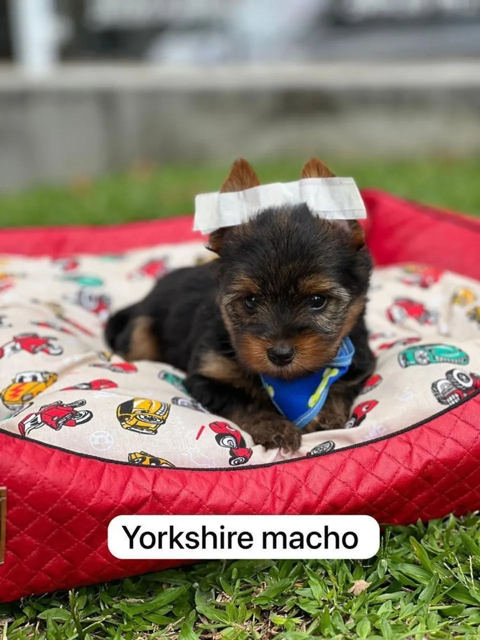 "yorkshire terrier mini" - Cachorros no Brasil