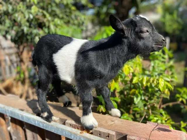 "mini cabras" no Brasil