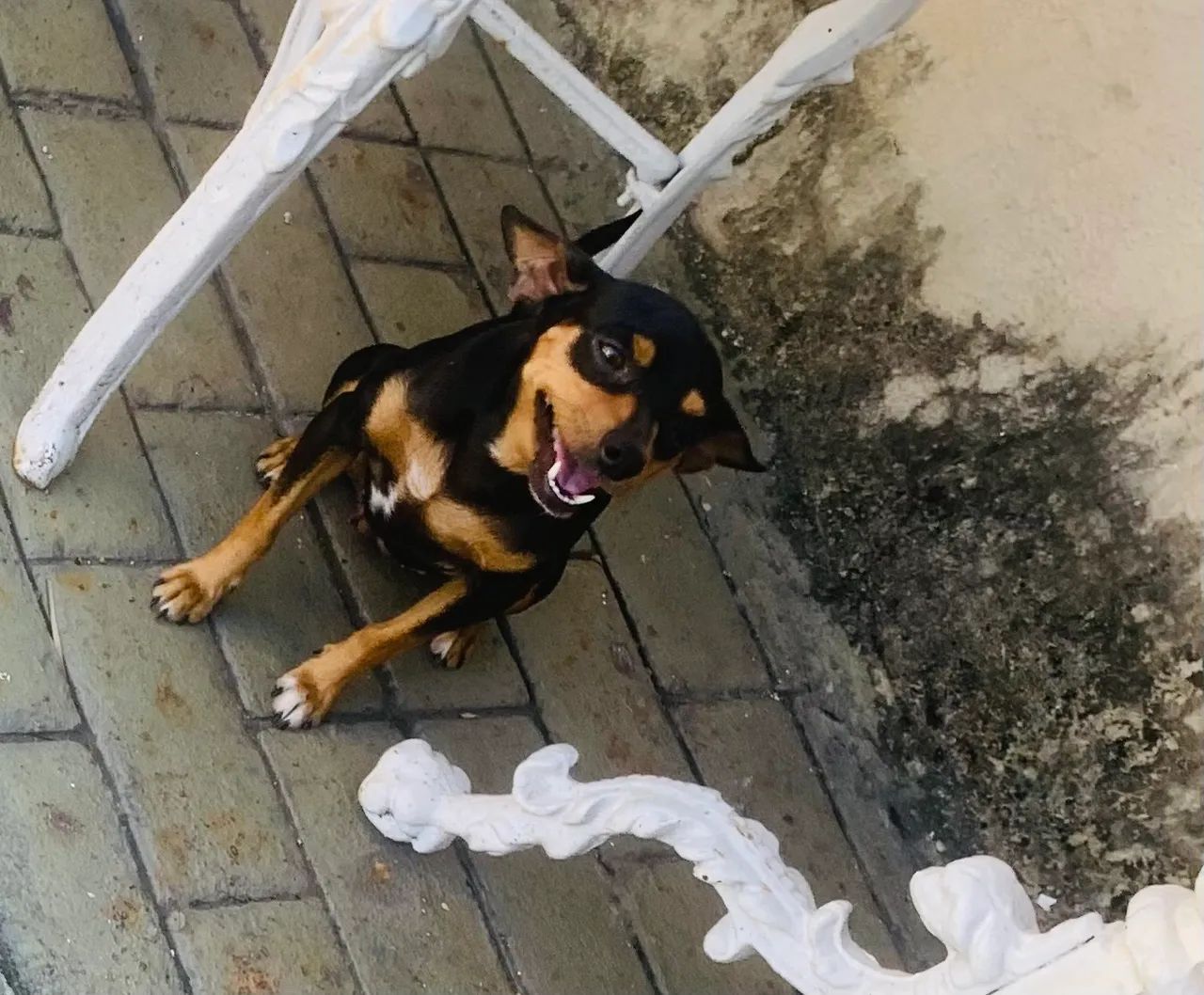 ?Pinches fêmea e macho, 3 meses, - Cachorros - Parque Cruz Alta, São ...