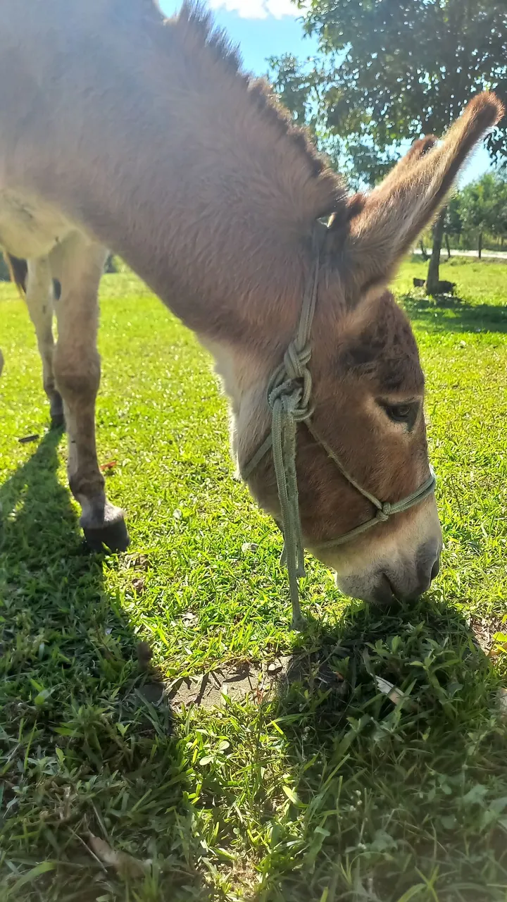 "jumentos" no Brasil