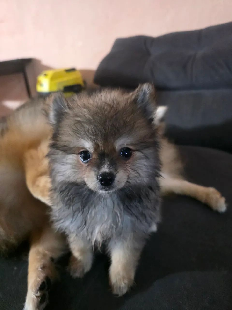 Fêmea de Spitz alemão anã - Cachorros - Várzea, Recife 1473788201 | OLX