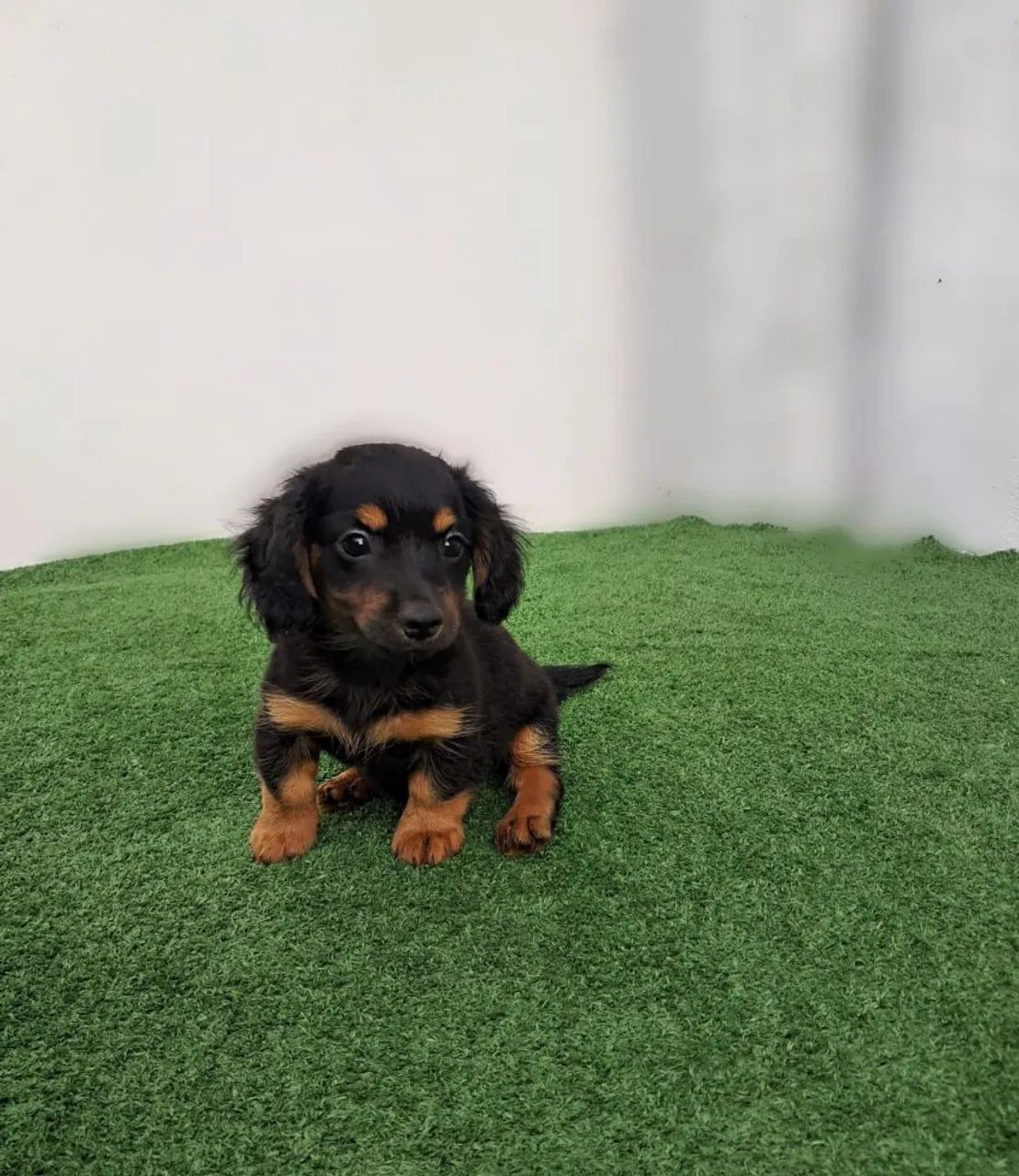 Filhotes Dachshund Pelo Longo Legítimo Perna Curtinha 12X - Cachorros ...