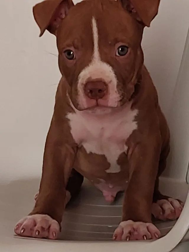 Filhotes de pit monster | +651 anúncios na OLX Brasil