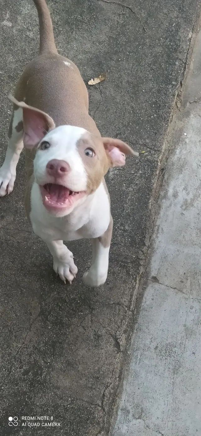 "apbt tradicional" no Brasil