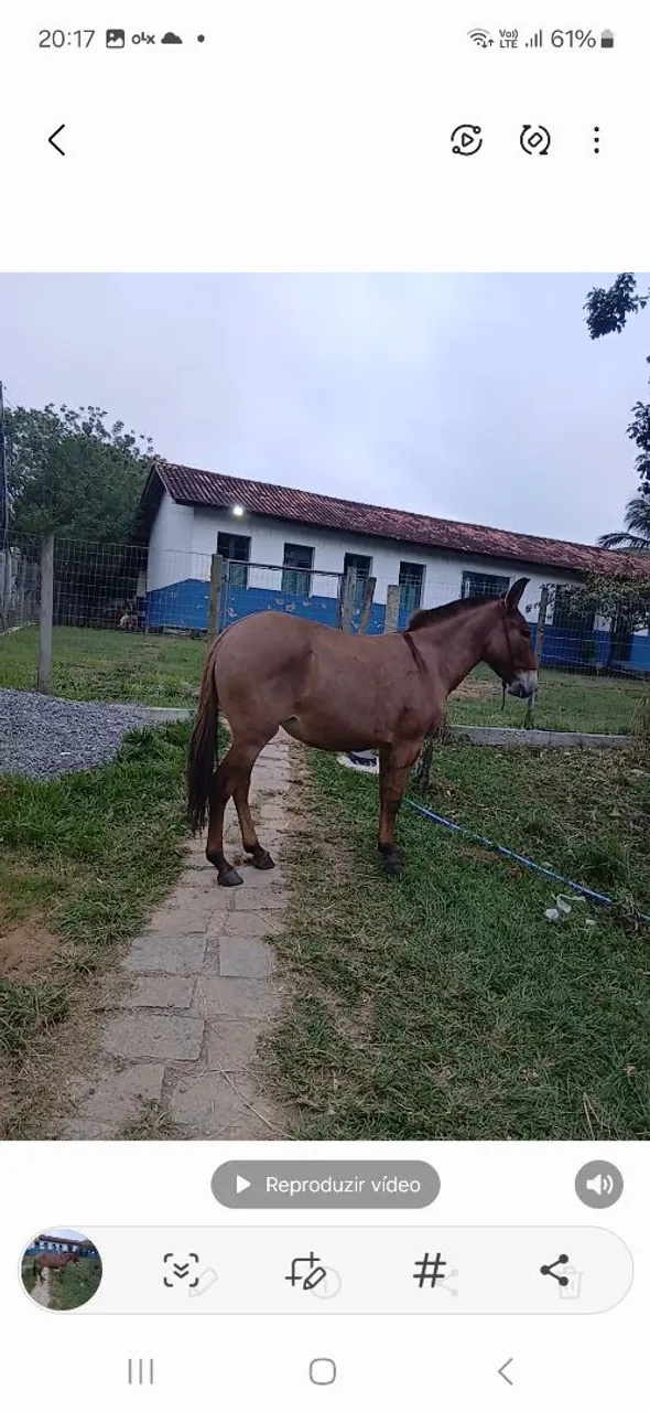 "uma mula" no Brasil