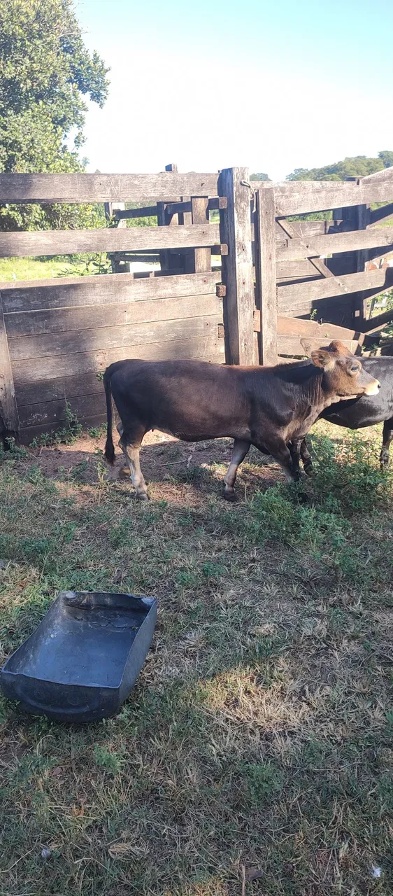 "mini vaca" - Animais para agropecuária no Brasil