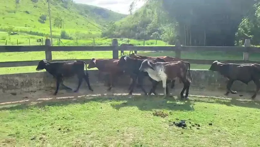 "bezerros ou bezerras" no Brasil