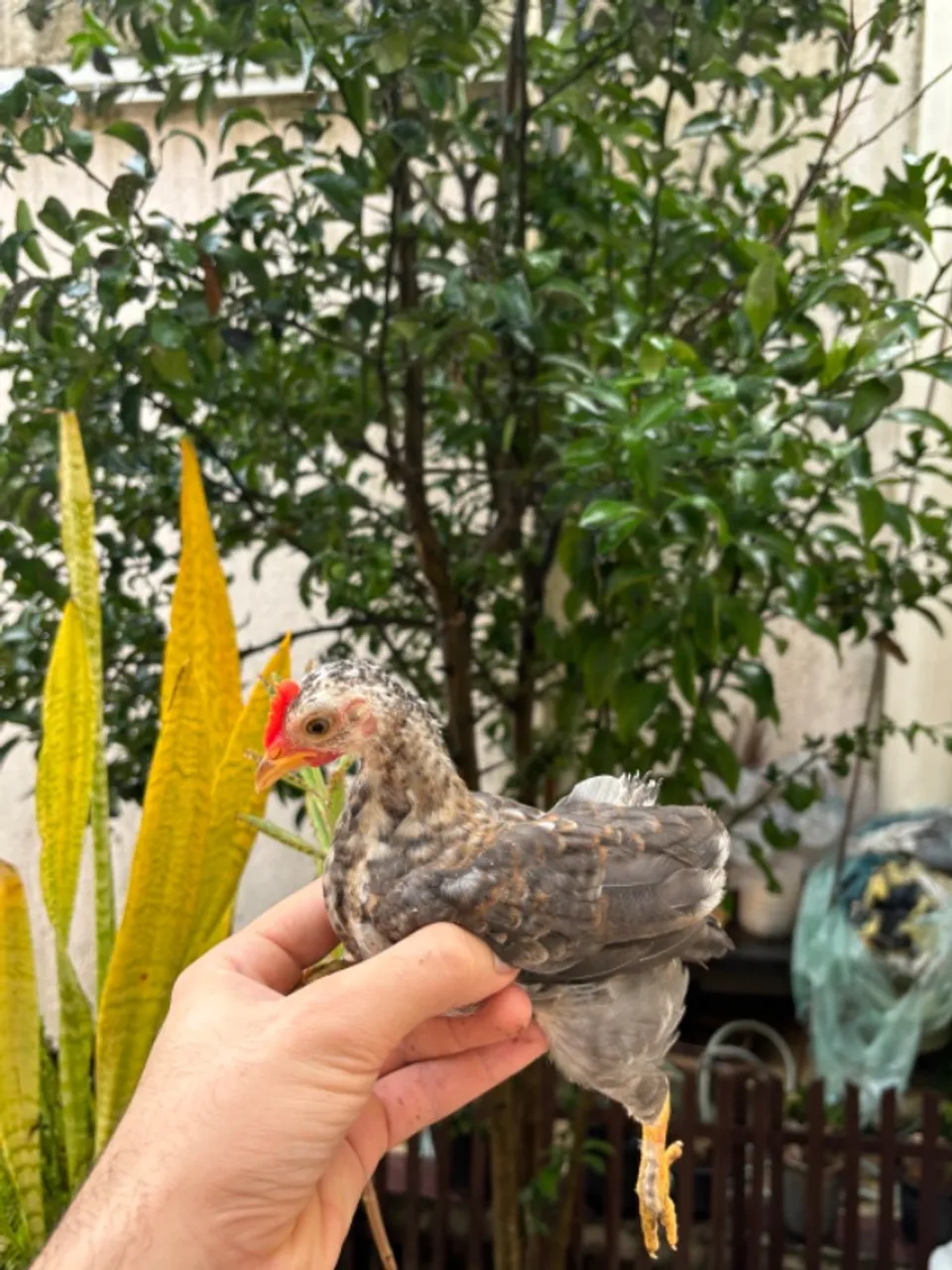 "mini garnizes" no Brasil