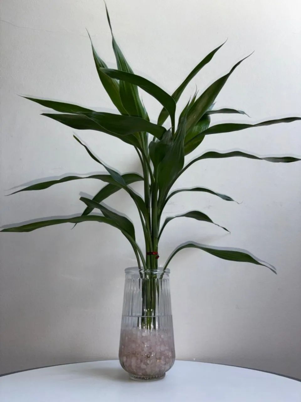 Bambu da Sorte natural na água com pedras de cristais para atrair ...