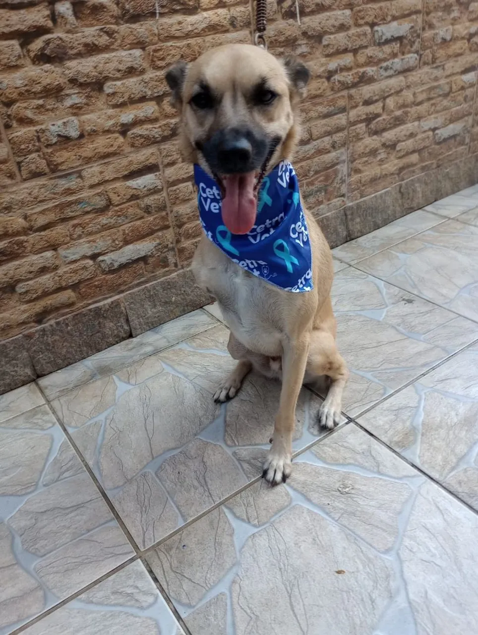 "cachorro caramelo" - Cachorros no Brasil