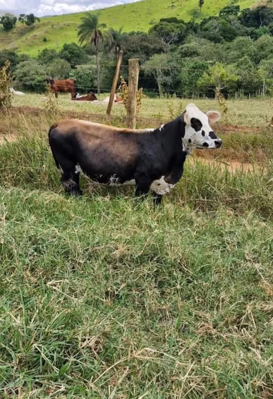 "mini vaca" - Animais para agropecuária no Brasil