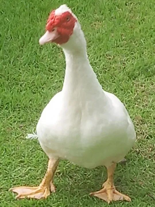 "pato gigante alemao" no Brasil