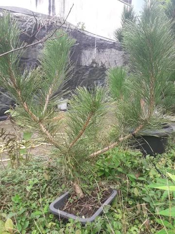 "muda pinus" no Brasil