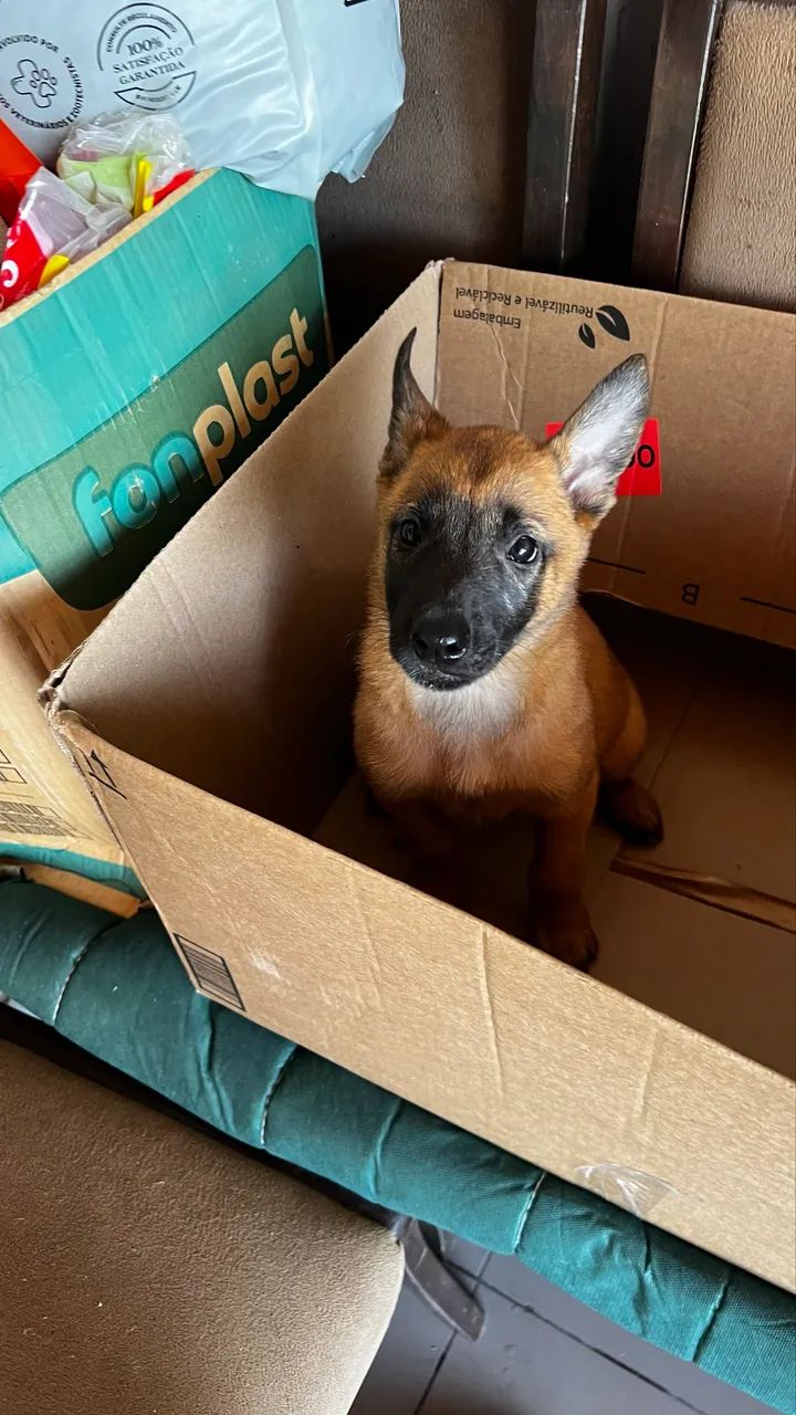 Pastor belga Malinois - Cachorros - Samambaia Sul (Samambaia), Brasília ...