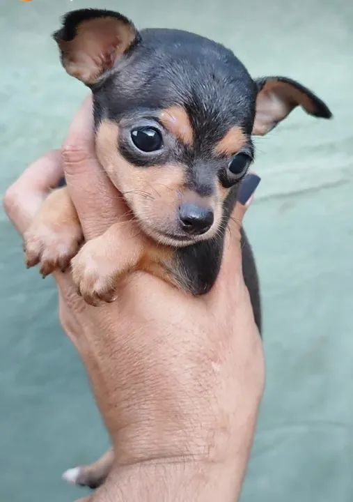 "pinscher micro zero" no Brasil