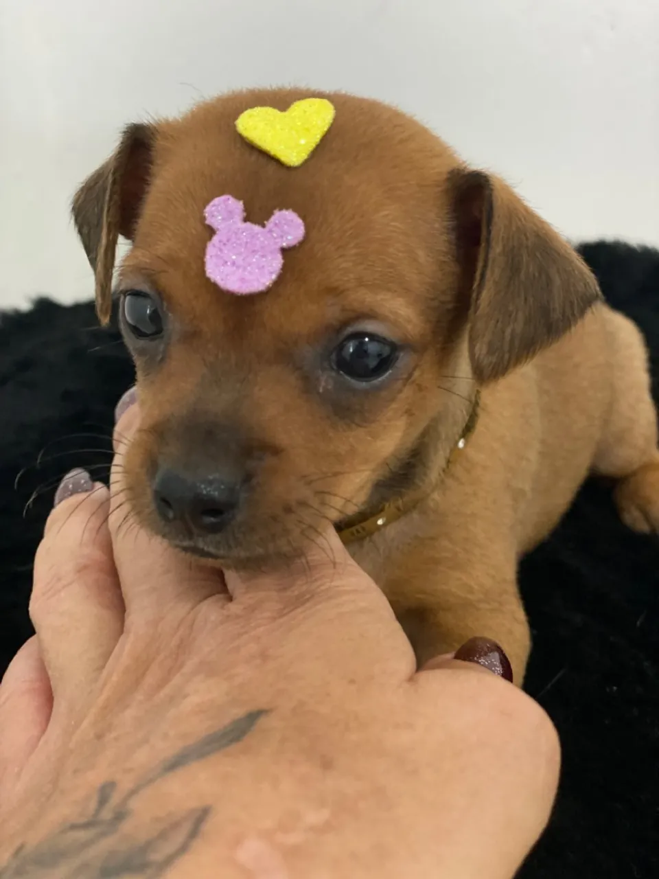 "pinscher 00 miniatura" - Cachorros no Brasil