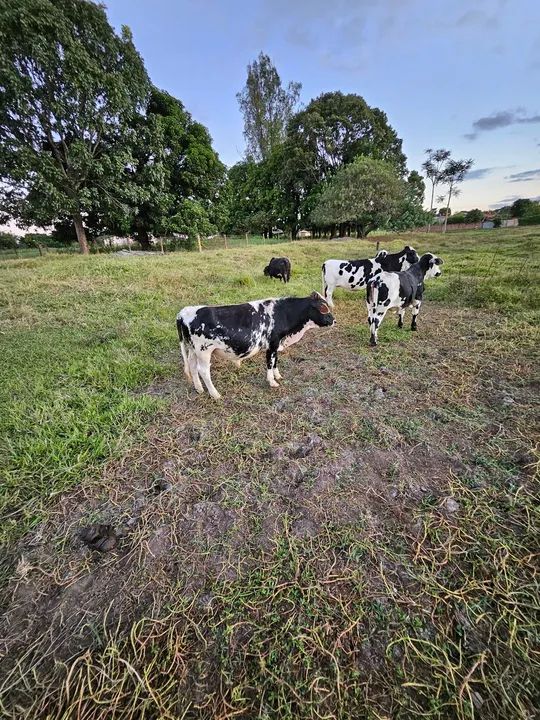"mini vaca" - Animais para agropecuária no Brasil