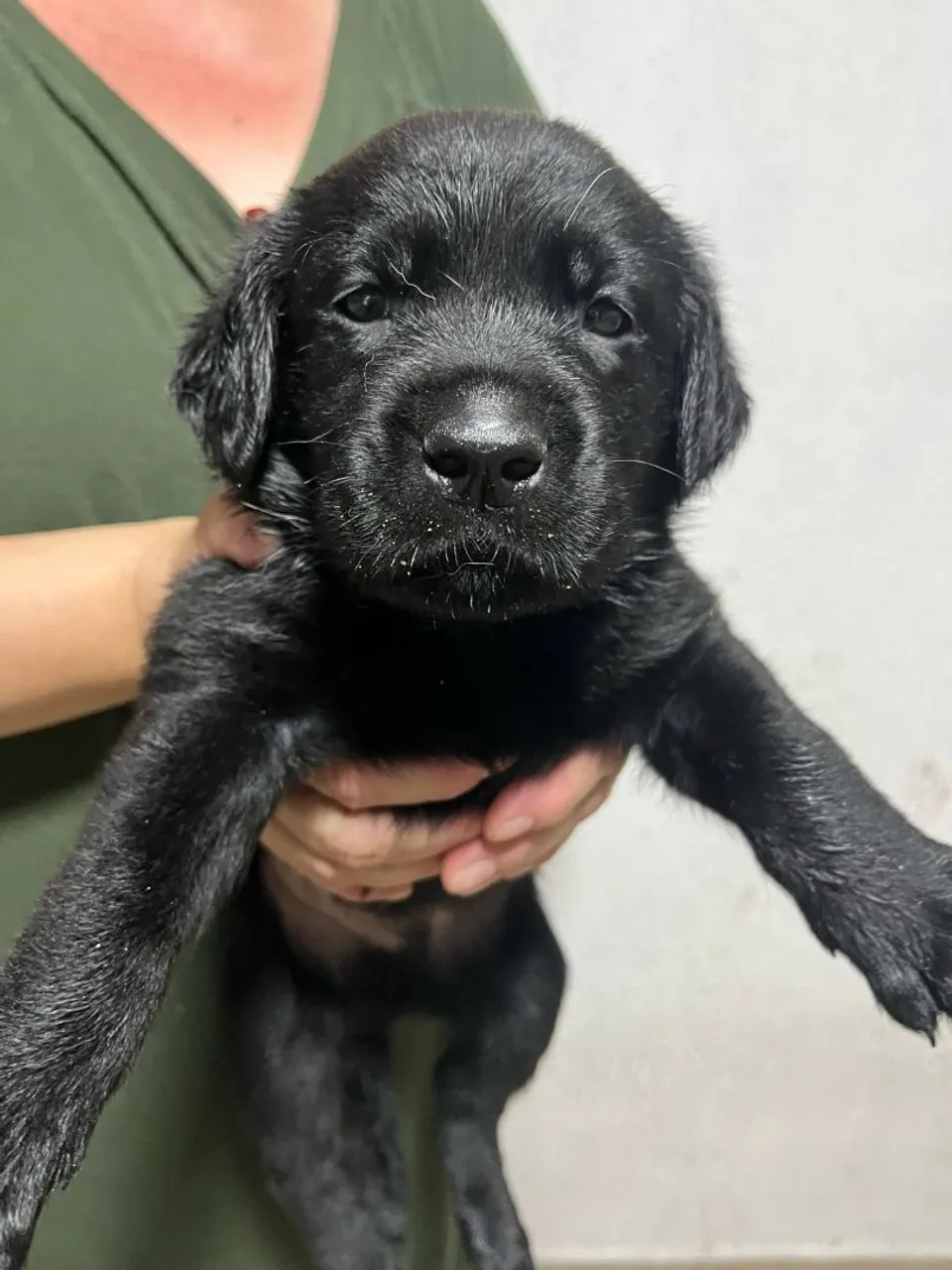 "filhotes de labrador preto" - Cachorros no Brasil